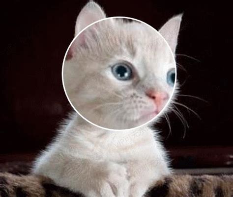 图片局部放大效果原来这么简单！一个好玩的放大镜教程！ 知乎