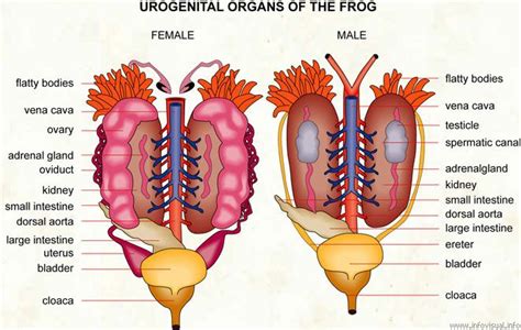 Frog Dissection Testes