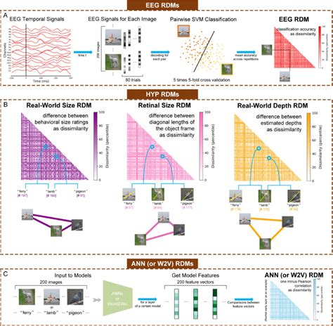 Human Eeg And Artificial Neural Networks Reveal Disentangled