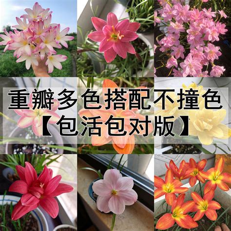 葱兰水培花瓣第7页大山谷图库