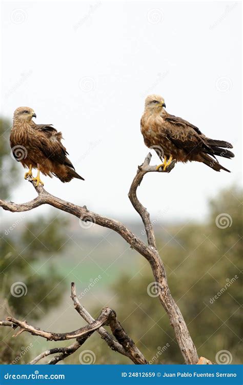 Two black kites stock image. Image of wildlife, natural - 24812659