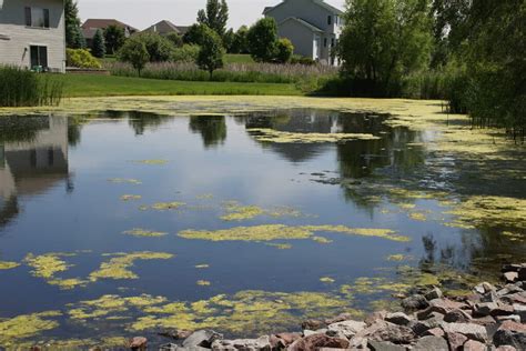 Filamentous Algae Lake Restoration