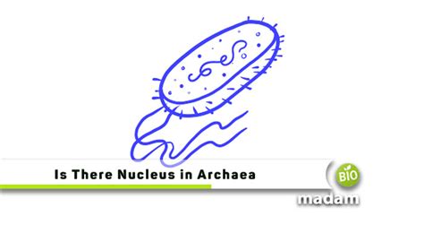 Does Archaea Have A Nucleus Biomadam
