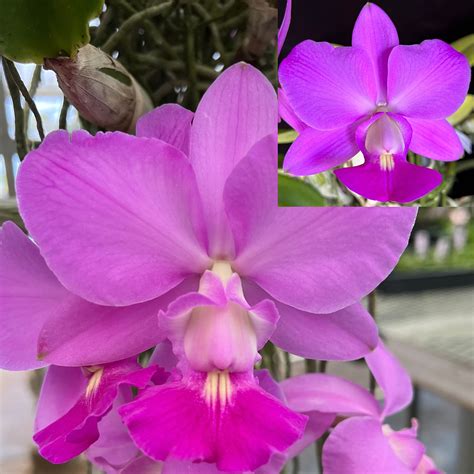 C Walkeriana Kula X C Walkeriana Paia Am Aos Exotic Orchids Of Ma