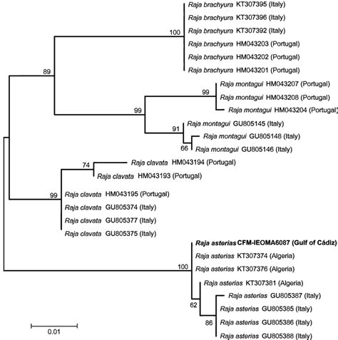 maximum likelihood tree based on the cytochrome c oxidase subunit i