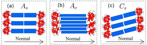 Schematics Of The Candidate Phases Of The Bilayer Self Assembled From