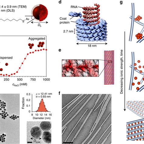 Structural Details Of The Oppositely Charged Colloids And Their Download Scientific Diagram