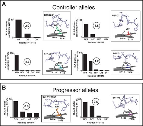 Polymorphic Residues At Positions 97 114 And 116 Of Hla B Alleles Download Scientific