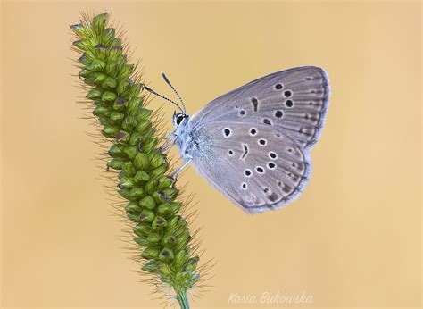 Kasia Blue