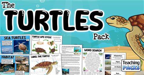 Turtles Teaching Pack Resources For Teachers