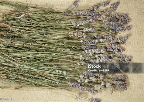 라벤더 대체 의학 식물 요법 스파 또는 허브 화장품에 사용하기 위한 마른 허브 주입 달인 또는 팅크를 준비합니다 분말 연고 기름 또는 차 목욕용 0명에 대한 스톡 사진 및