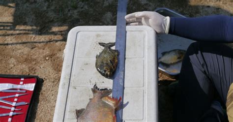 강원도 마옥저수지 육식어종 피라니아 레드파쿠 발견날카로운 이빨로 그물 끊더니