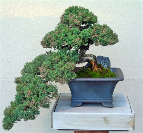 Juniper Bonsai Tree Dying
