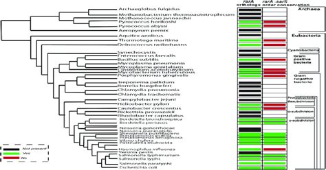 Multiple Genome Sequence Alignment To Identify Orthologs Of RarA And Download Scientific