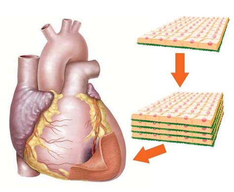 Cardiac Patch Cell Sheet Engineering Cardiac Myocyte Sheets Are