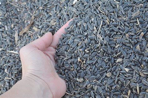 Анализатори прогнозират най слабата реколта от слънчоглед