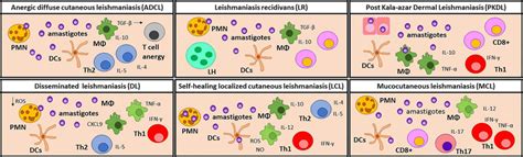 Immune Cell Profiles In The Skin Lesion Of Cl And Pkdl Patients Download Scientific Diagram
