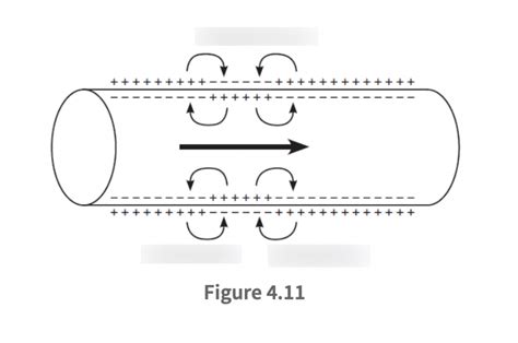 Depolarization Of The Axon Diagram Quizlet