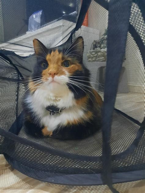 Coco is prim and proper : r/politecats