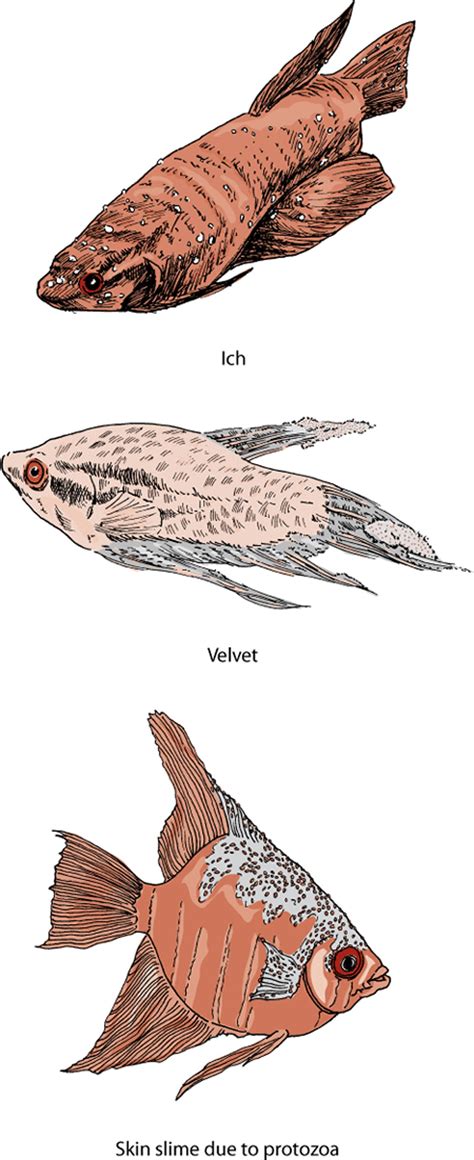 Disorders And Diseases Of Fish All Other Pets Merck Veterinary Manual