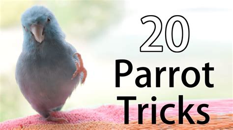 20 Fun Parrot Tricks Youtube