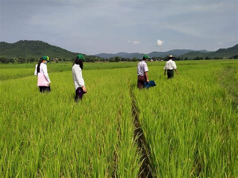ကောလင်းမြို့နယ်တွင် ကိုဗစ် ၁၉ စီးပွားရေးကုစားမှု Cerp အစီအစဉ်ဖြင့် မျိုးစေ့ထုတ်မိုးစပါး ၄၅၀ ဧက