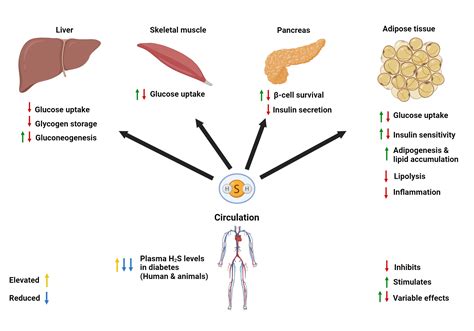 H2s Effects In Diabetes Biorender Science Templates