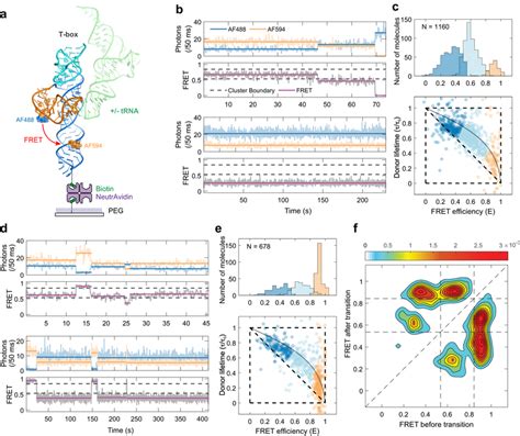 Two Color Immobilization Smfret Experiment Of The T Box Riboswitch A Download Scientific