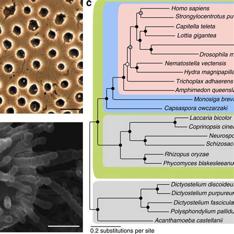 The Filasterean Capsaspora Owczarzaki Ab Differential Interference Download Scientific