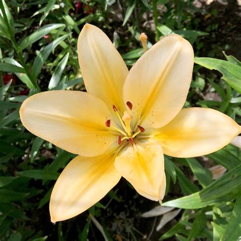 Premium Photo Bouquet Wildflowers Lily Blooming In Garden