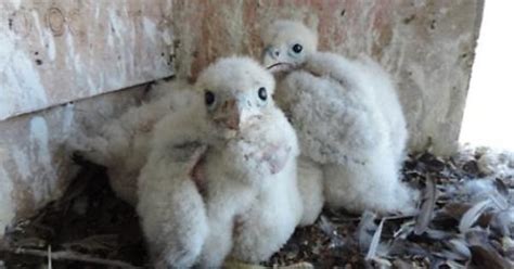 Chicks Of The Peregrine Falcons Imgur