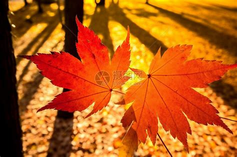 美丽的枫叶高清图片下载 正版图片600214404 摄图网