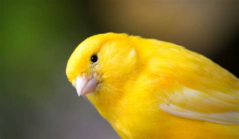 Le Canari De Couleur