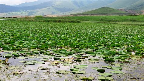Խնդրում եմ Ջրաշուշանների լիճ այցելելիս առավելագույն հոգատարությամբ վերաբերվել բնության այս