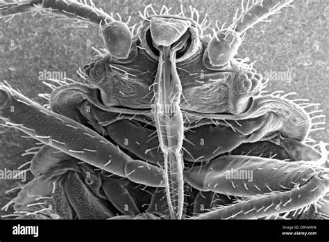 This Scanning Electron Micrograph Sem Revealed Some Ultrastructural Morphology Displayed On