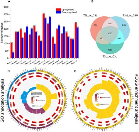 Frontiers Dynamic Cytological And Transcriptomic Analyses Provide