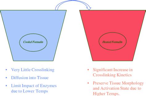 Formalin Fixation Preserves Activation States Efficiently Oncohema Key