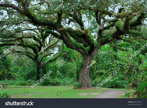 Photo De Stock Large Oak Tree Forest Lush Green 36740974 Shutterstock