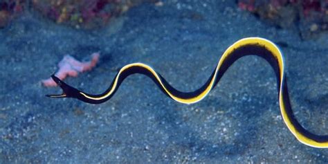 Black Ribbon Eel Quarantined Fish