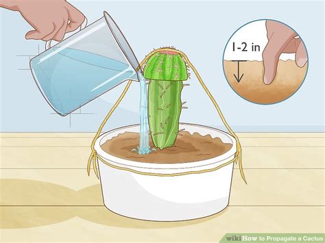 Ways To Propagate A Cactus Wikihow