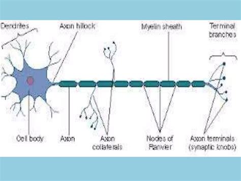Illustrations Of Neuromuscular Transmission Ppt