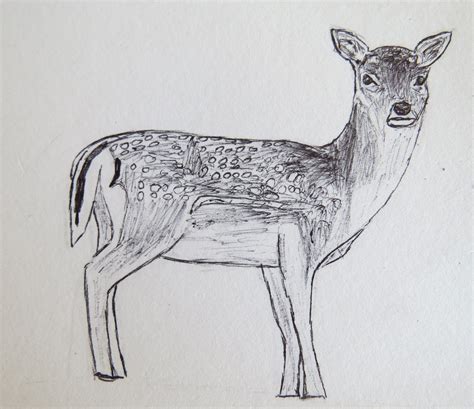 The Autistic Naturalist How To Draw Deer