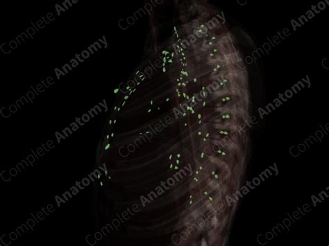 Thoracic Lymph Nodes Complete Anatomy