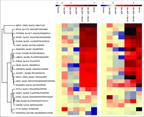 Heatmap Summarizing Temporal Profiles Of 23 Selected Phosphopeptides