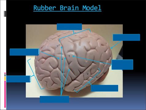 Rubber Brain 1 Diagram Quizlet