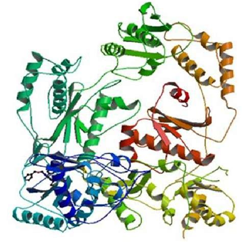Structure Of Hiv 1 Reverse Transcriptase Ref 7 Download