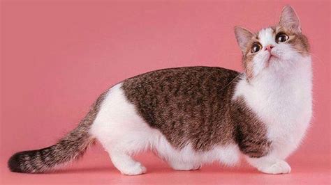 Манчкин лонг кошка - 63 фото