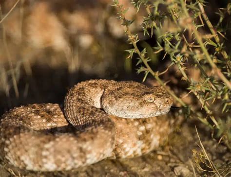 Types Of Rattlesnakes Species Facts And Photos