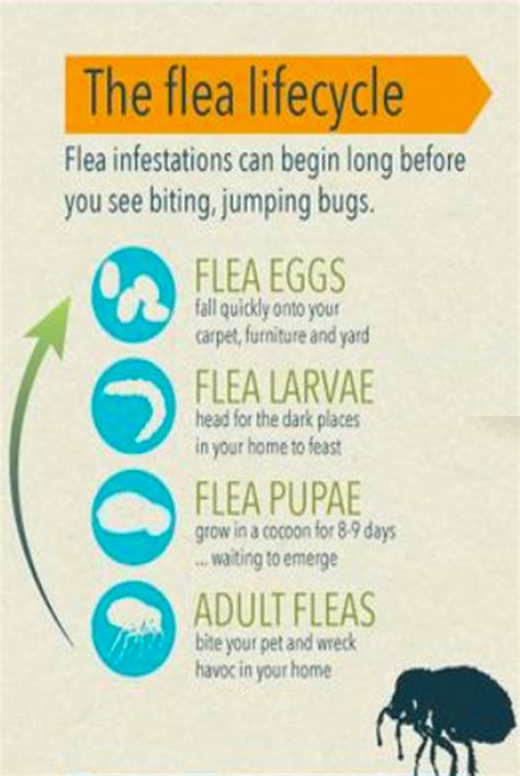 How To Get Rid Of Fleas Safeguard Pest Control Sunshine Coast