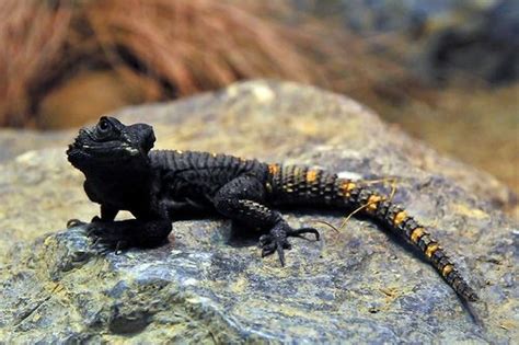 Laudakia Alchetron The Free Social Encyclopedia